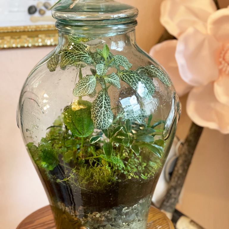 Fancy Plants Terrariums | Glass Garden Gifts | Workshops - Fancy Plants LLC