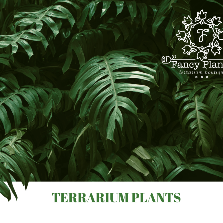 Fancy Plants Terrariums | Glass Garden Gifts | Workshops | Irwin ...